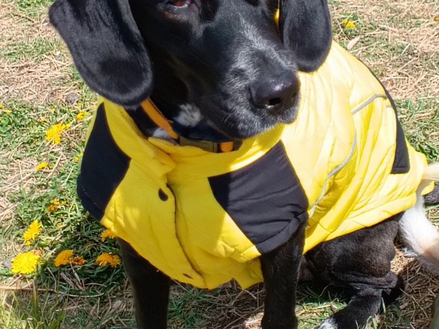 Собака в добрые руки