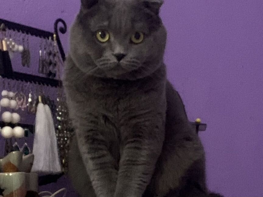 Кот