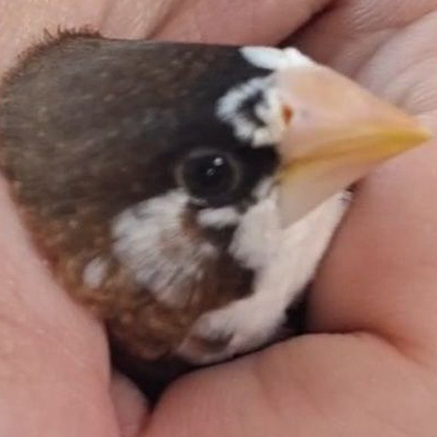 Японские амадины