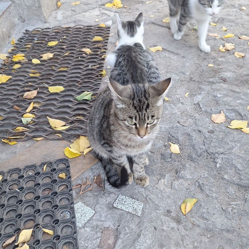 Котики бесплатно в добрые руки