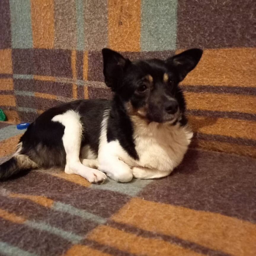 Собака в добрые руки