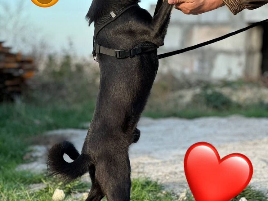 Умный и добрый мальчишка ищет дом