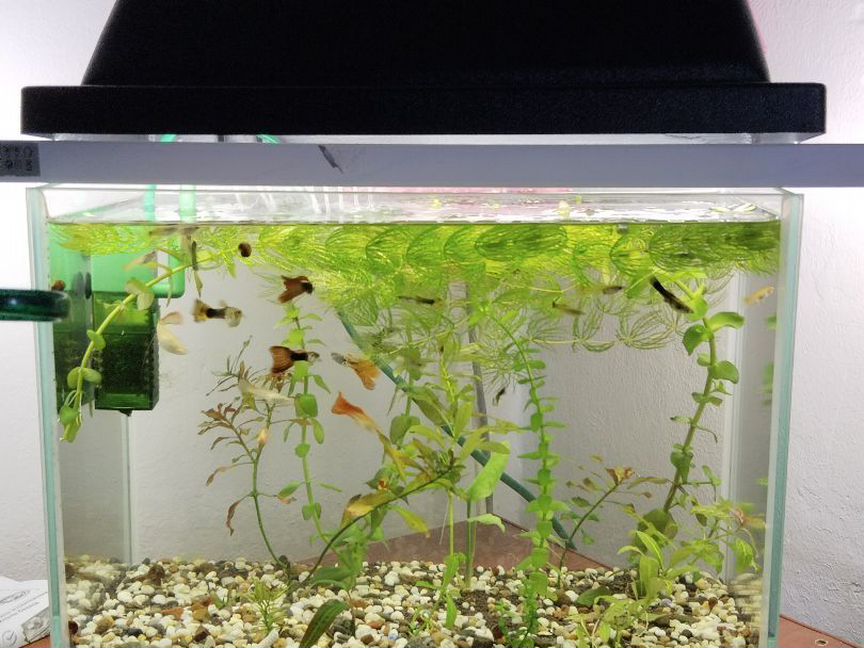Аквариумные с рыбками