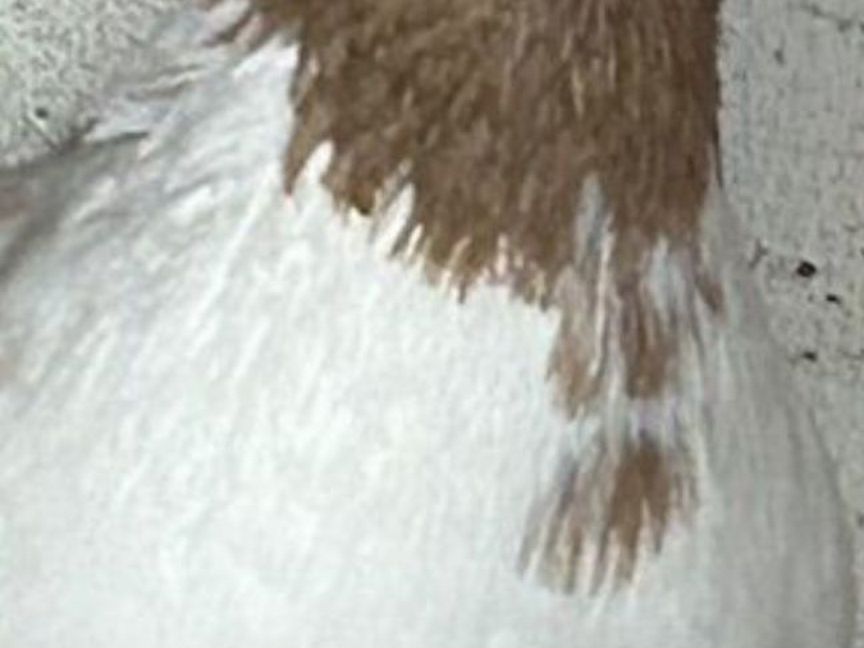 Статные голуби и головатые