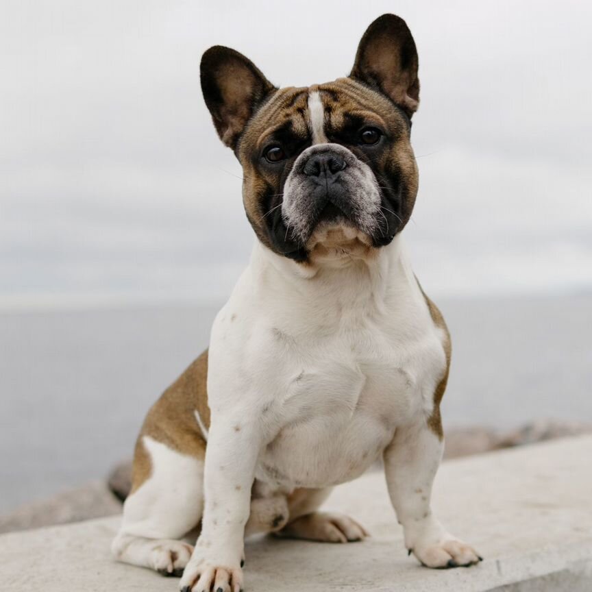 Французский бульдог