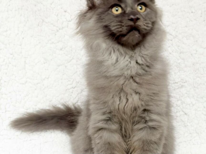 Котята мейн-кун мальчики