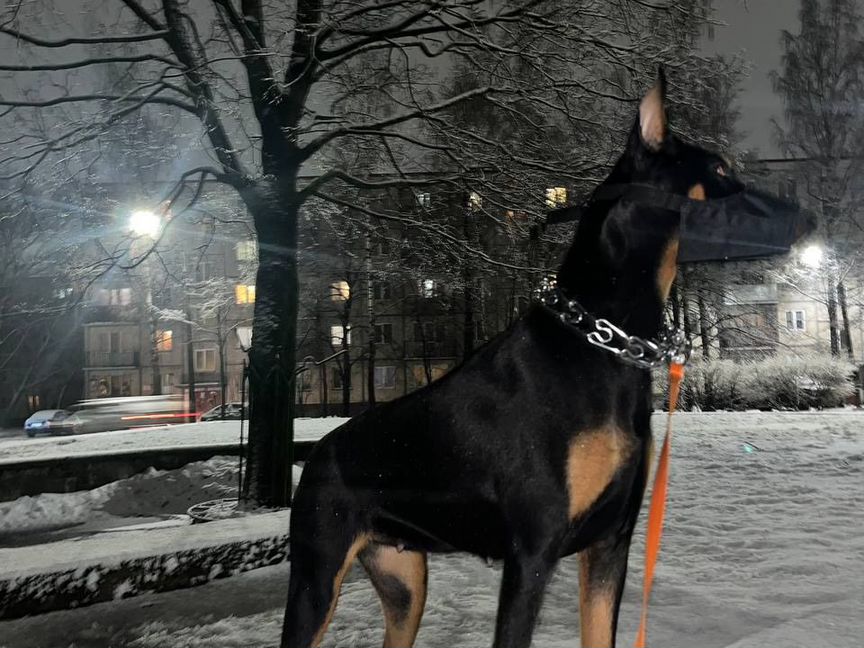 Доберман в добрые руки