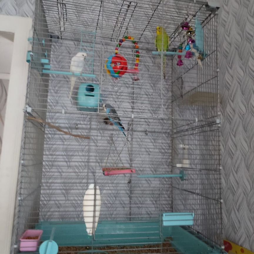 Волнистый попугай