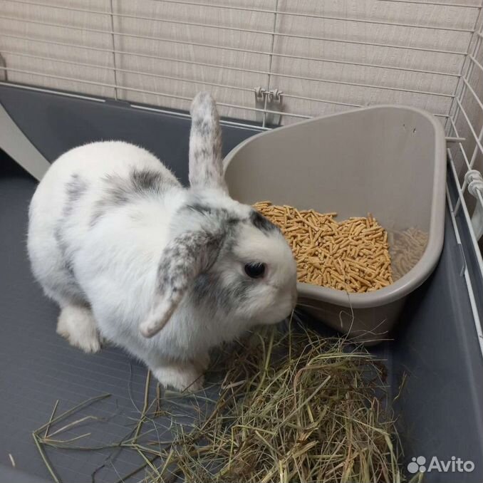 Кролик декоративный Баран