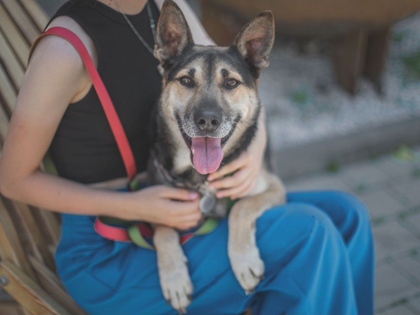 Бывшедомашний Боб ищет новую семью
