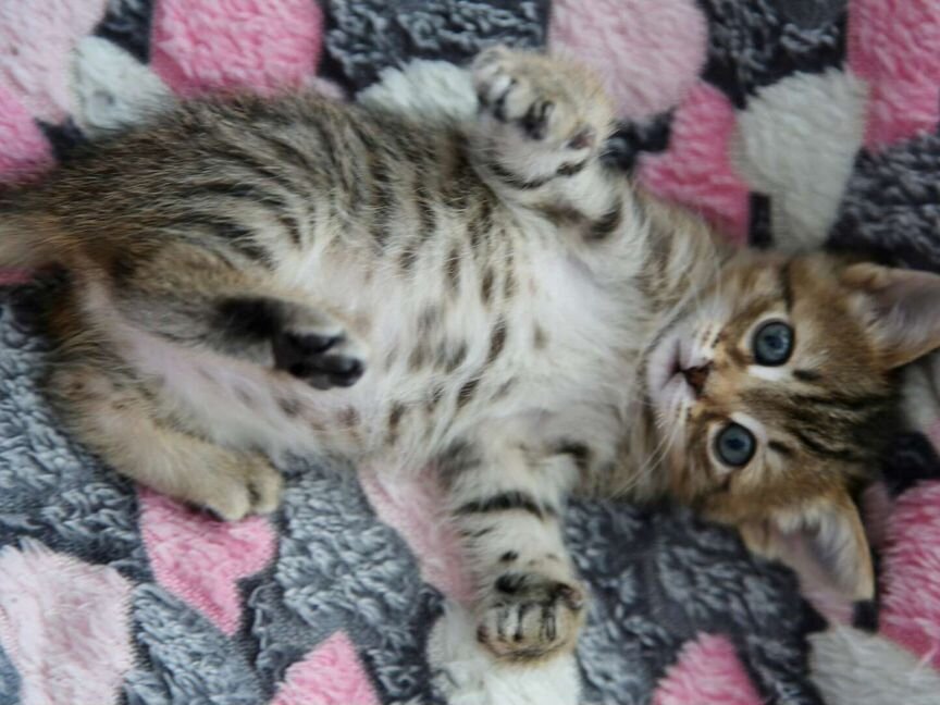 Бенгальские котята метисы