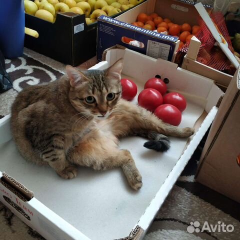 Кошка в дар