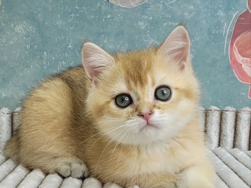 Золотые шиншиллы шотландские котята