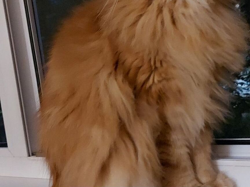 Кот мэйн кун помесь