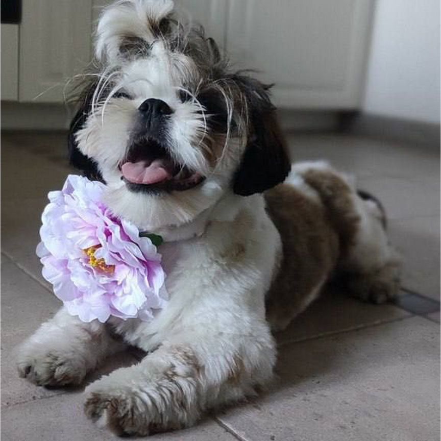 Ши-тцу, вязка