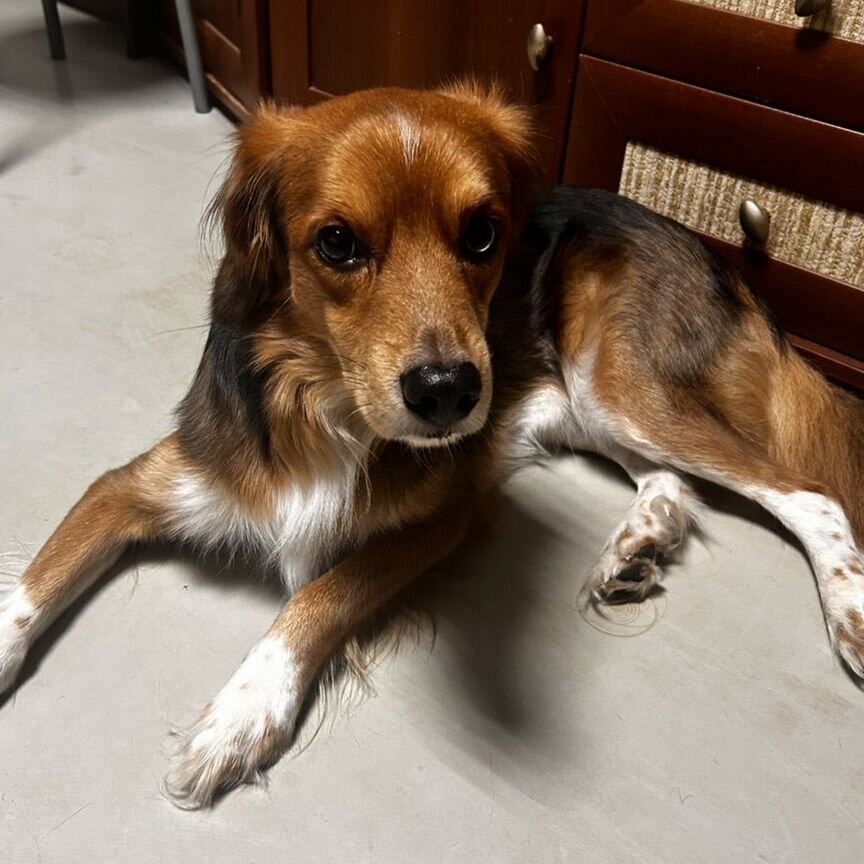 Русский охотничий спаниель, взрослый пёс