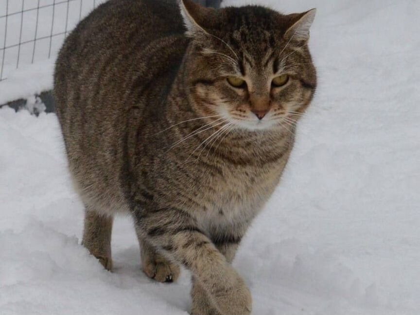 Шикарный котик ищет дом