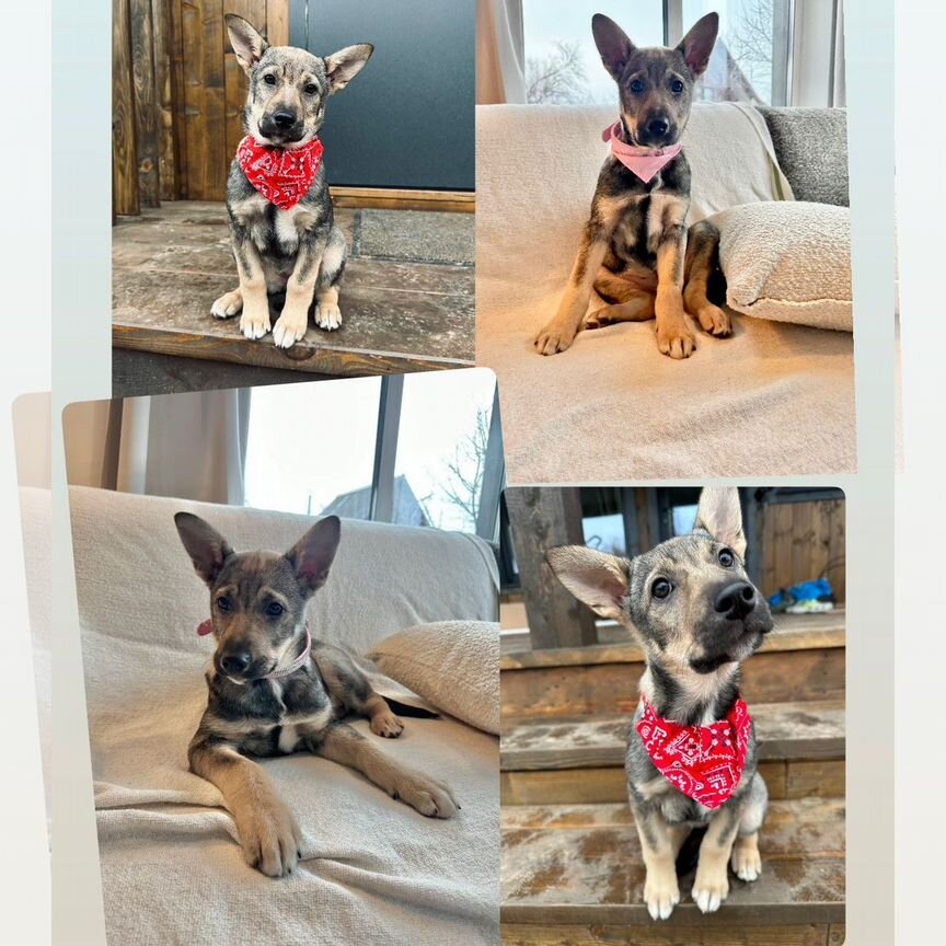 Милые щенки - верные друзья