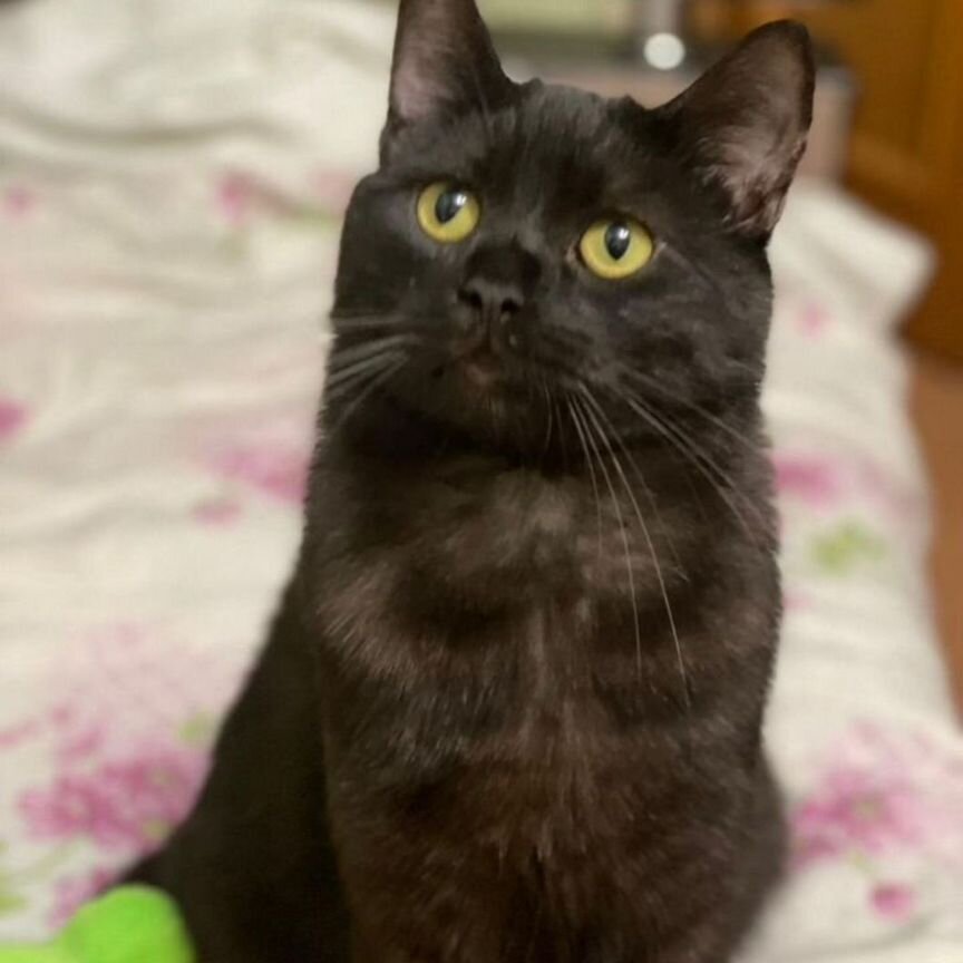 Чёрный котик в приюте