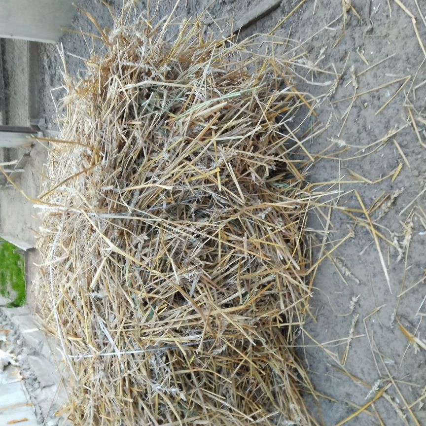 Солома пшеничная в тюках