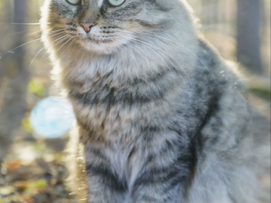 Сибирская кошечка