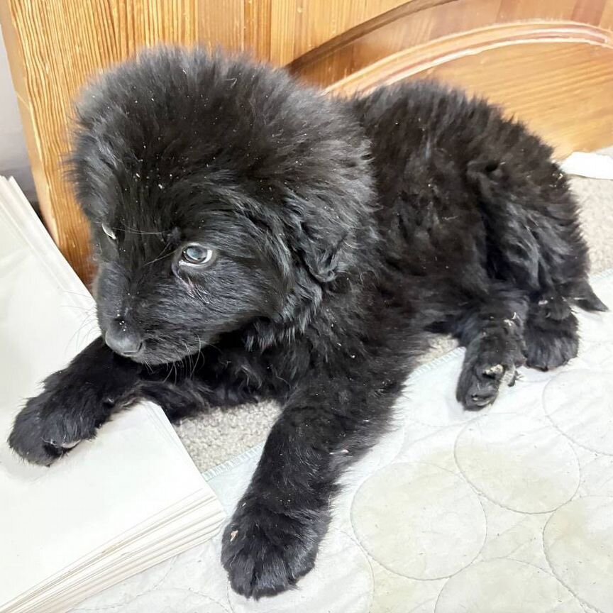 Щенок в добрые руки