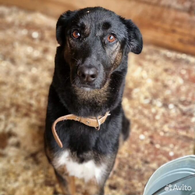 Ищем родителей для самой доброй собаки