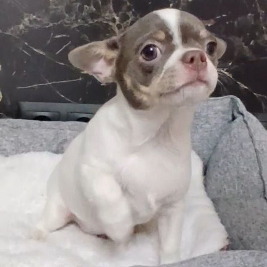 Чихуахуа, щенок