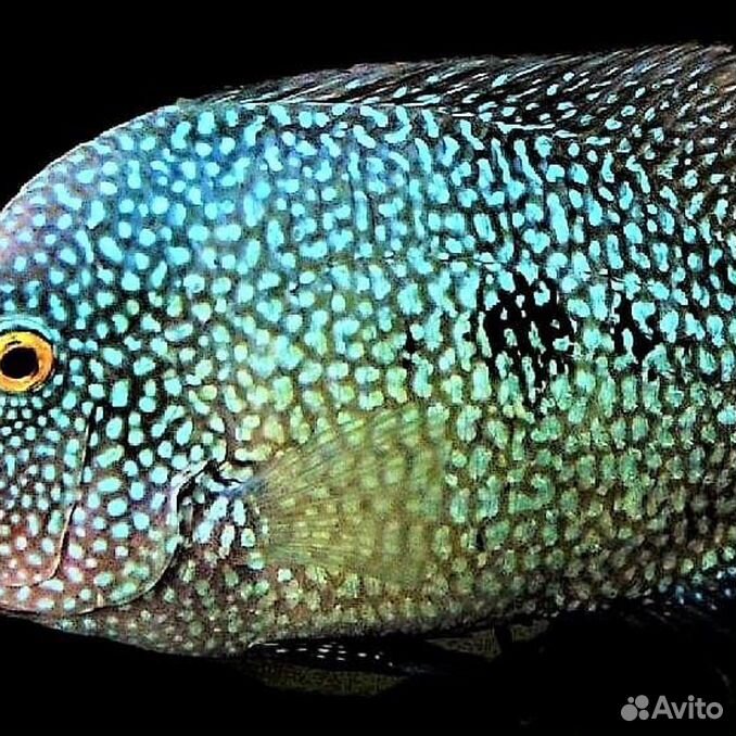 Цихлазома Попугай Бриллиантовые (арт 3090)