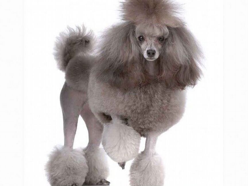 Карликовый пудель