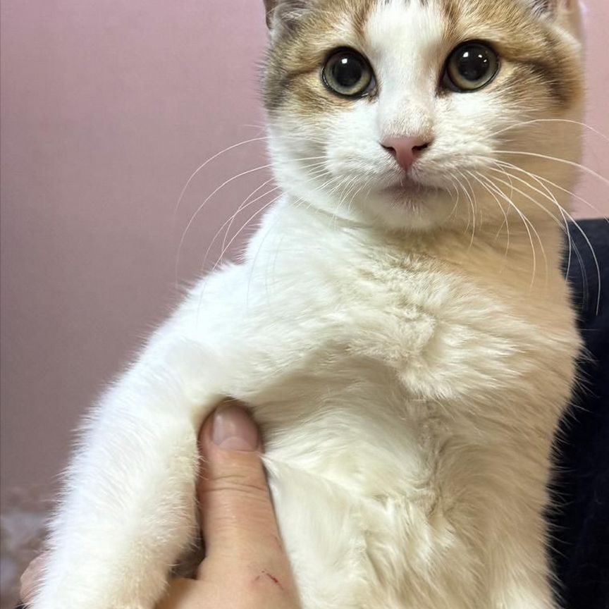 Котик бесплатно