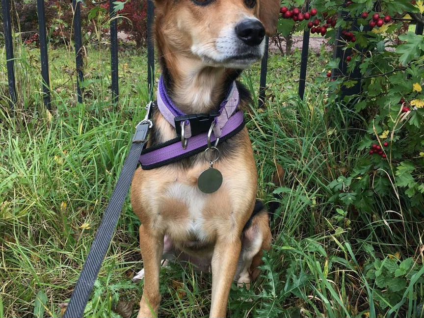 Некрупная собака ищет семью