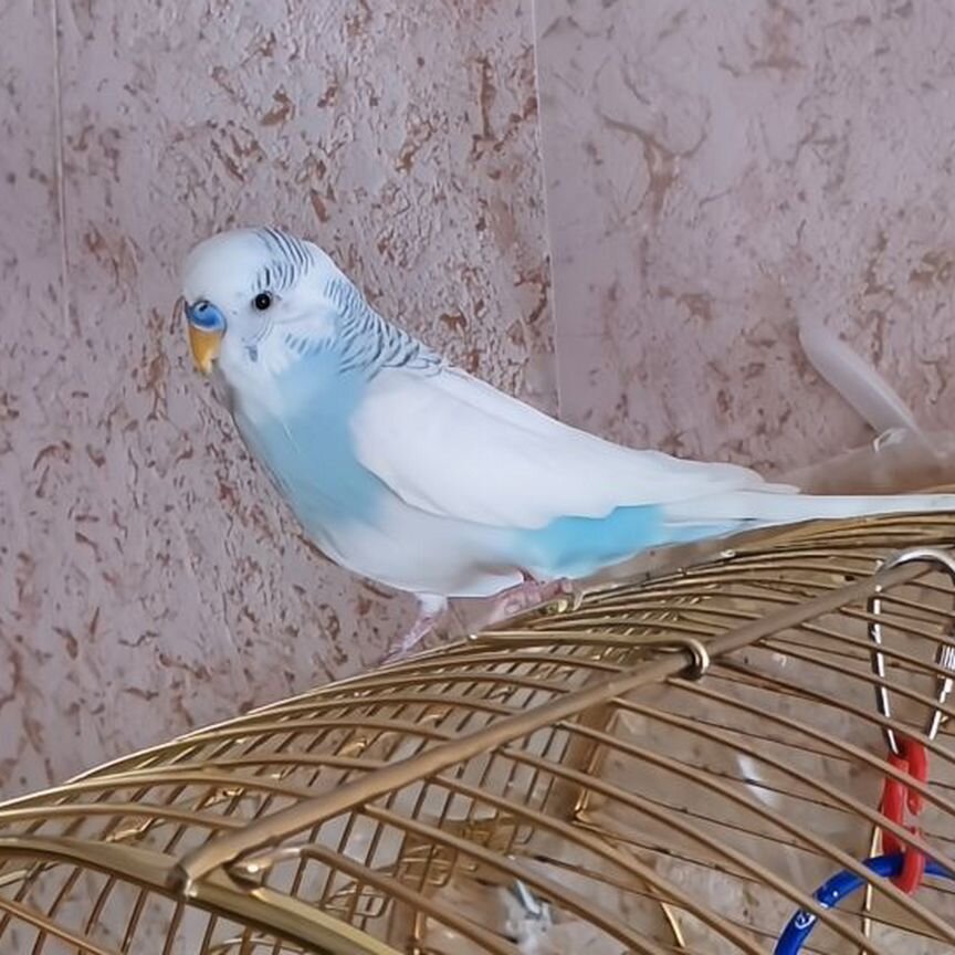 Волнистый попугай