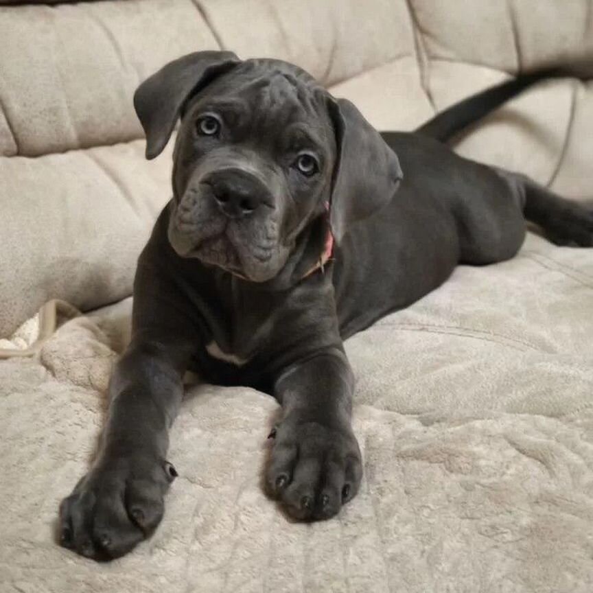 Щенки Кане корсо голубые