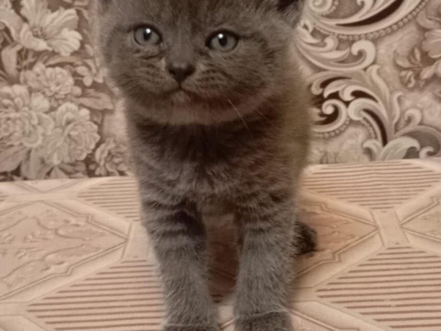 Британская