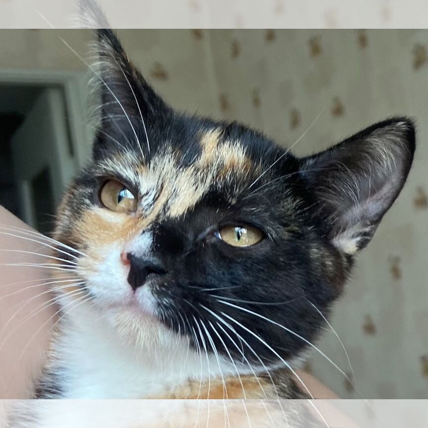 Отдам котенка в добрые руки