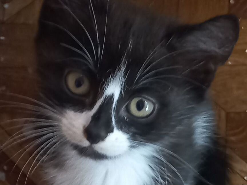 Очаровательные котятки