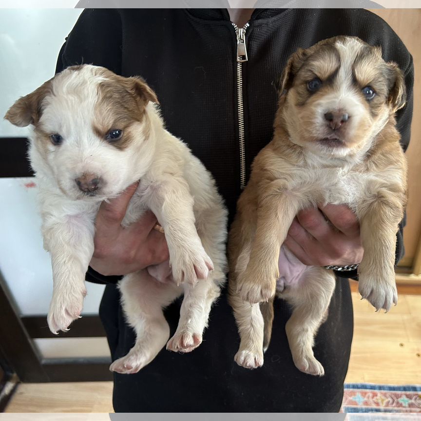 Лайка, щенок