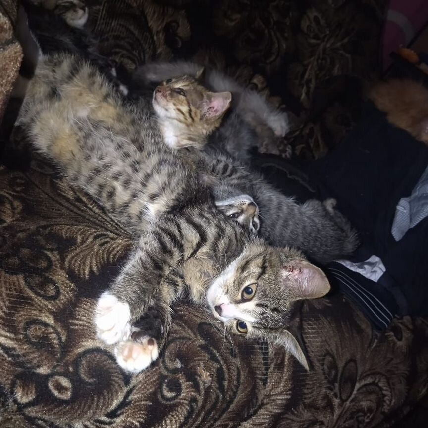 Котята в добрые руки бесплатно