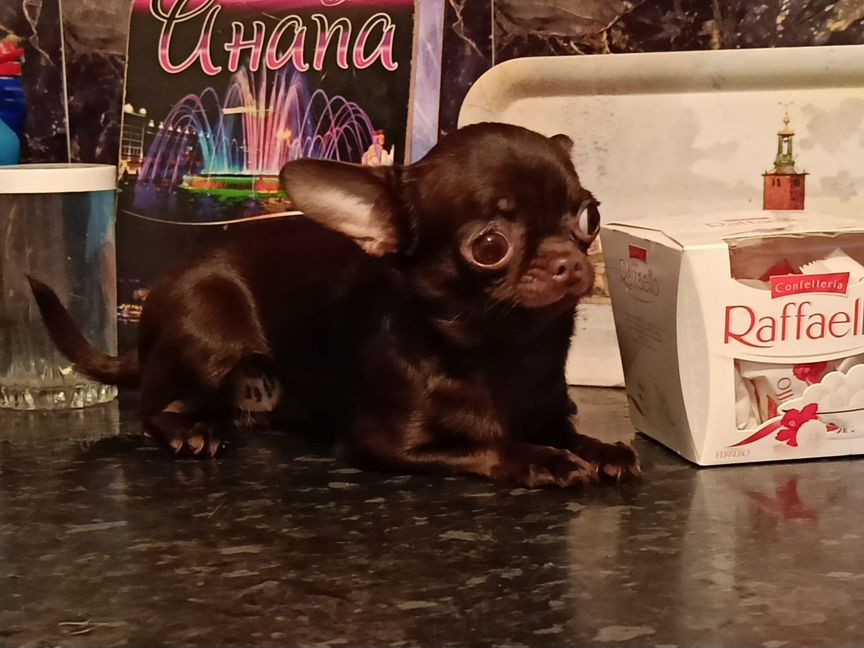 Чихуахуа шоколад горький