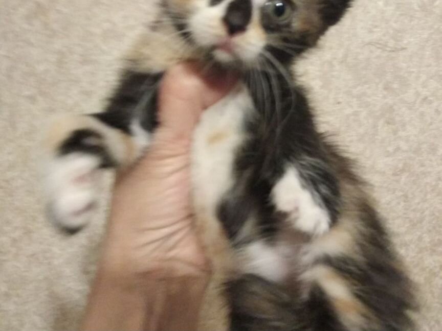 Котенок.Трехцветная девочка.1 мес.10 дней