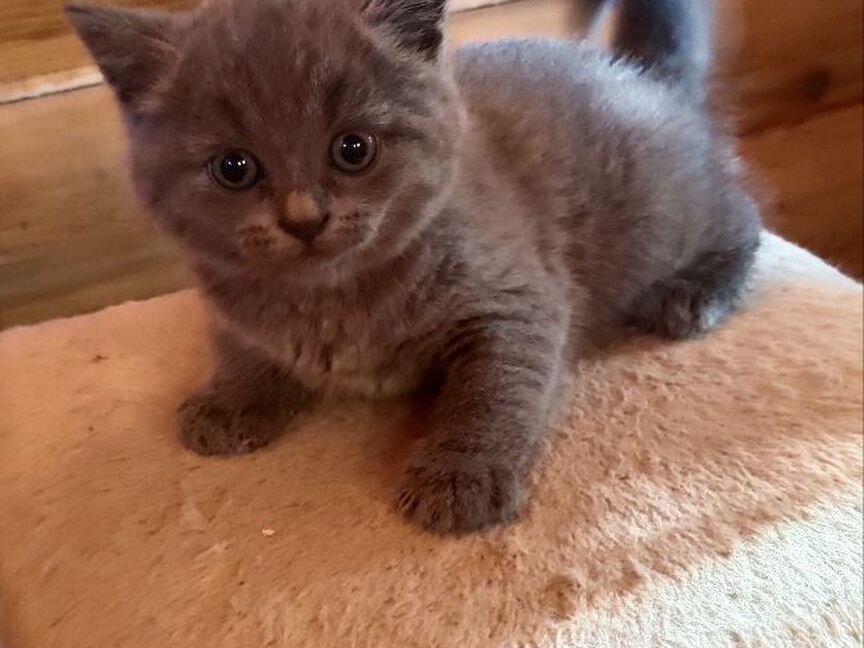 Котята