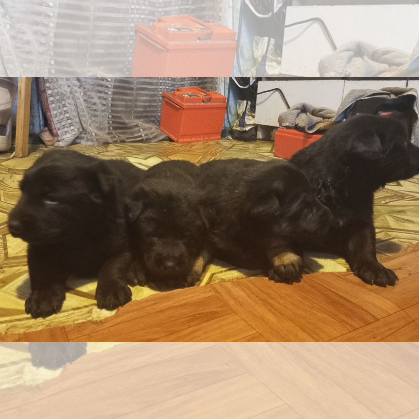 Немецкая овчарка, щенок