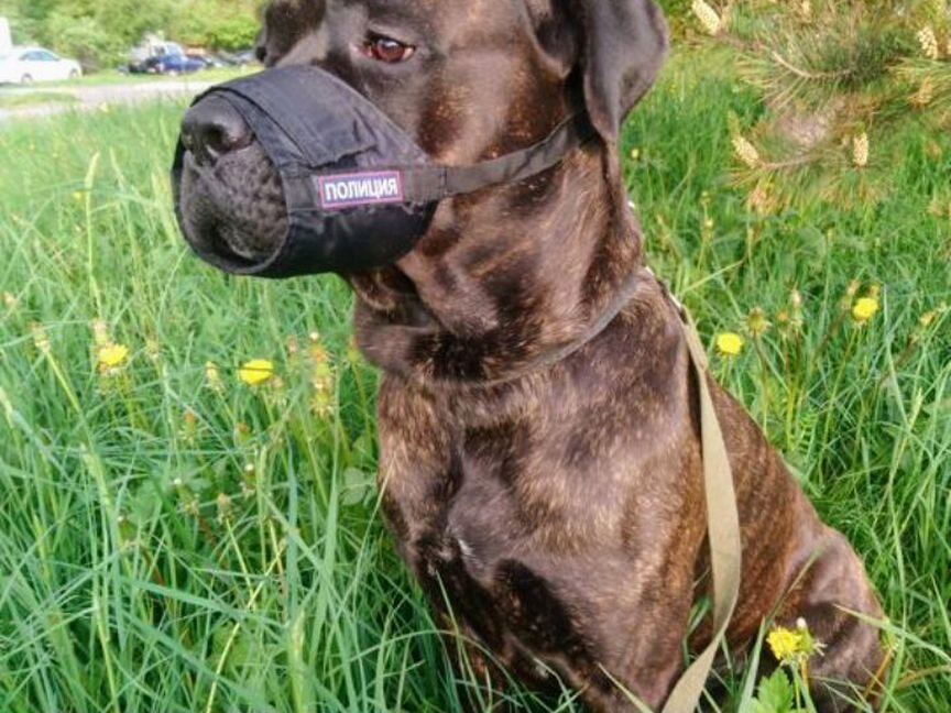 Стивен Бернардо Кане Корсо Итальяно ищет подругу