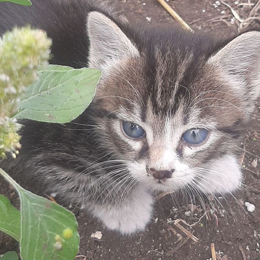 Британские котята