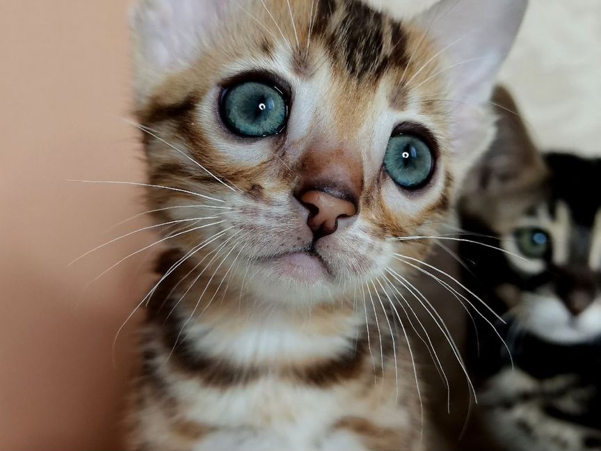 Рыжая девочка