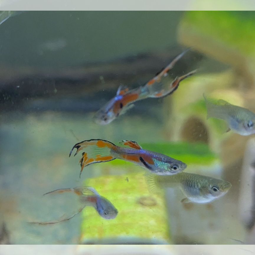 Гуппи Эндлера