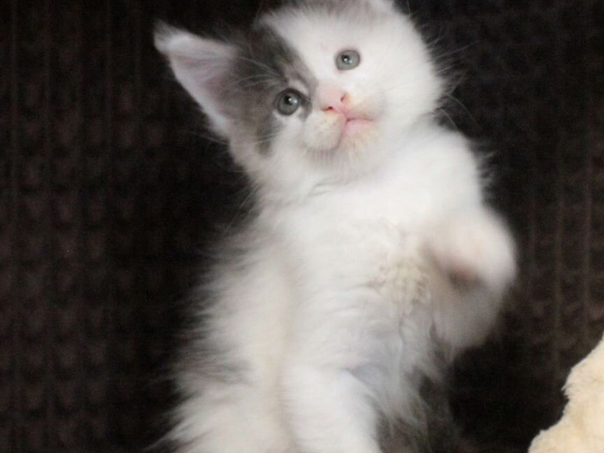 Чистокровный малыш с кисточками-щётками