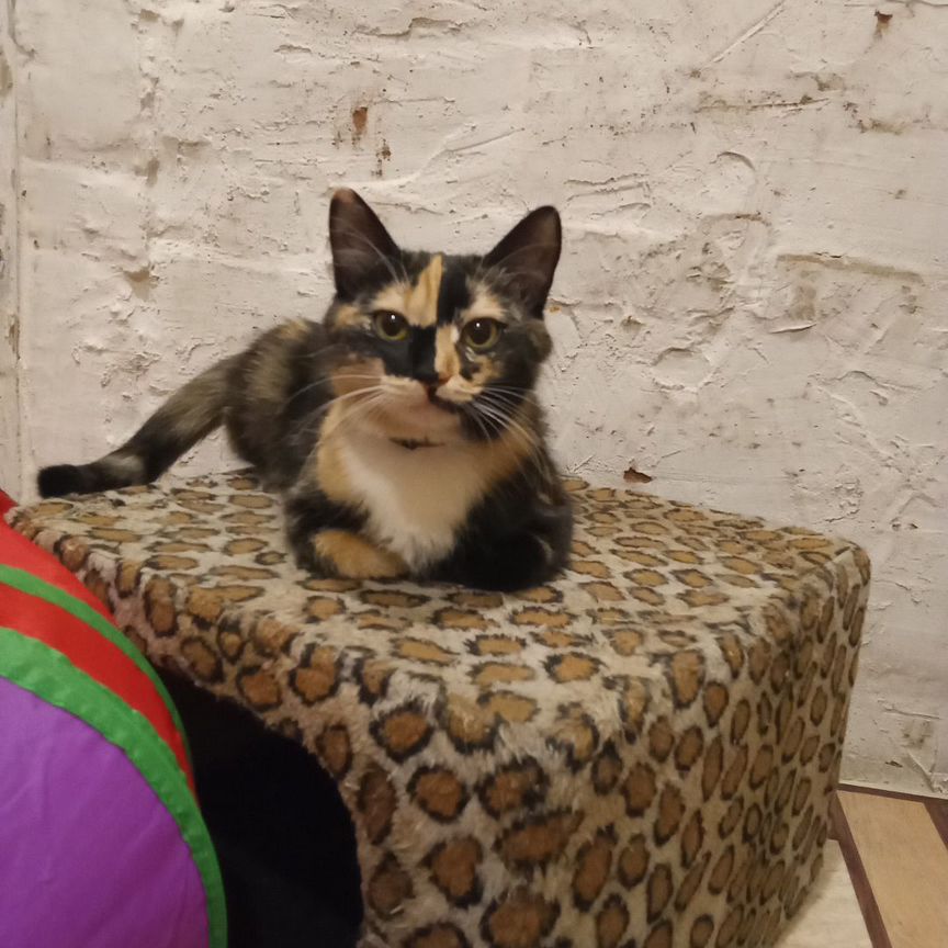 Отдам красавицу в добрые руки