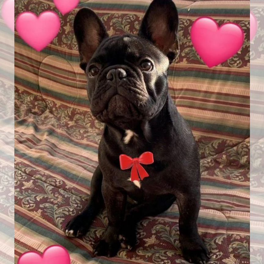 Французский бульдог, щенок